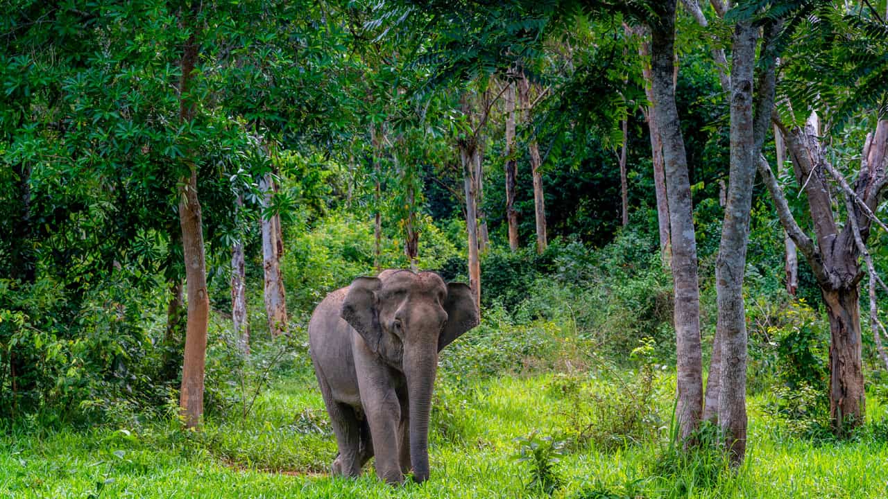 The Delight of Thai Wildlife - thaitravelguides.com
